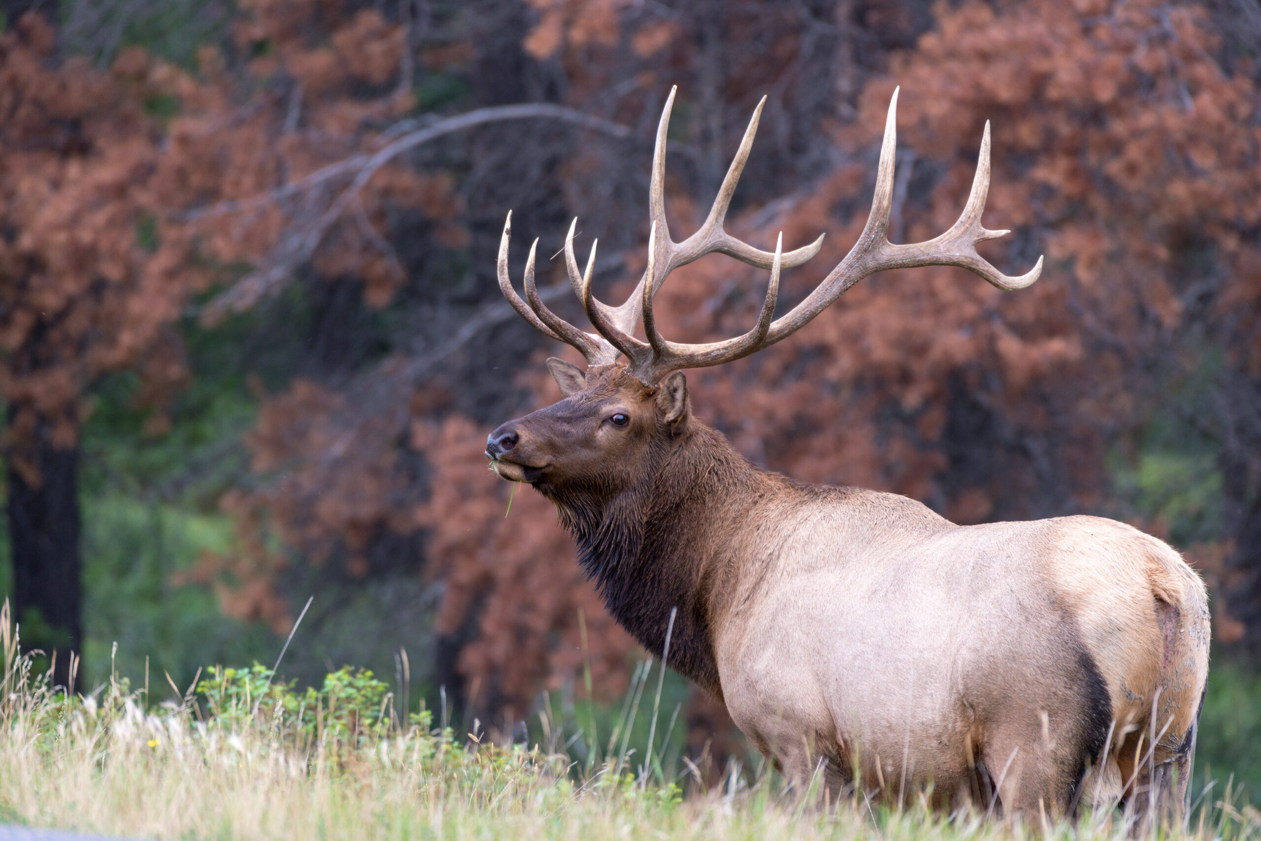 How big do elk get? - Record Breaking Ranch | Trophy Elk | Elk Hunting ...