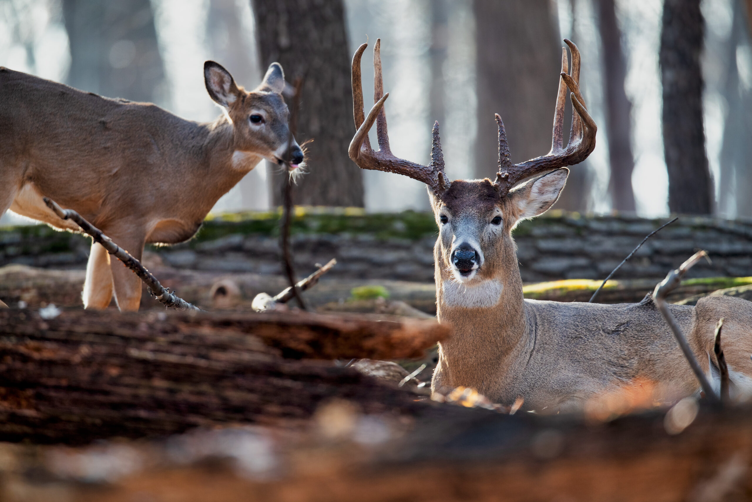 Record Breaking Ranch - Premiere Hunting Destination | Whitetail