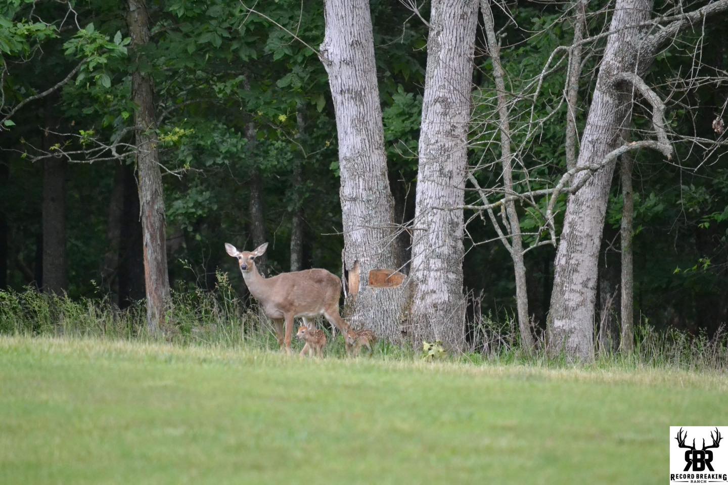 Whitetails in June at RBR - Record Breaking Ranch | Fawning | Foraging ...