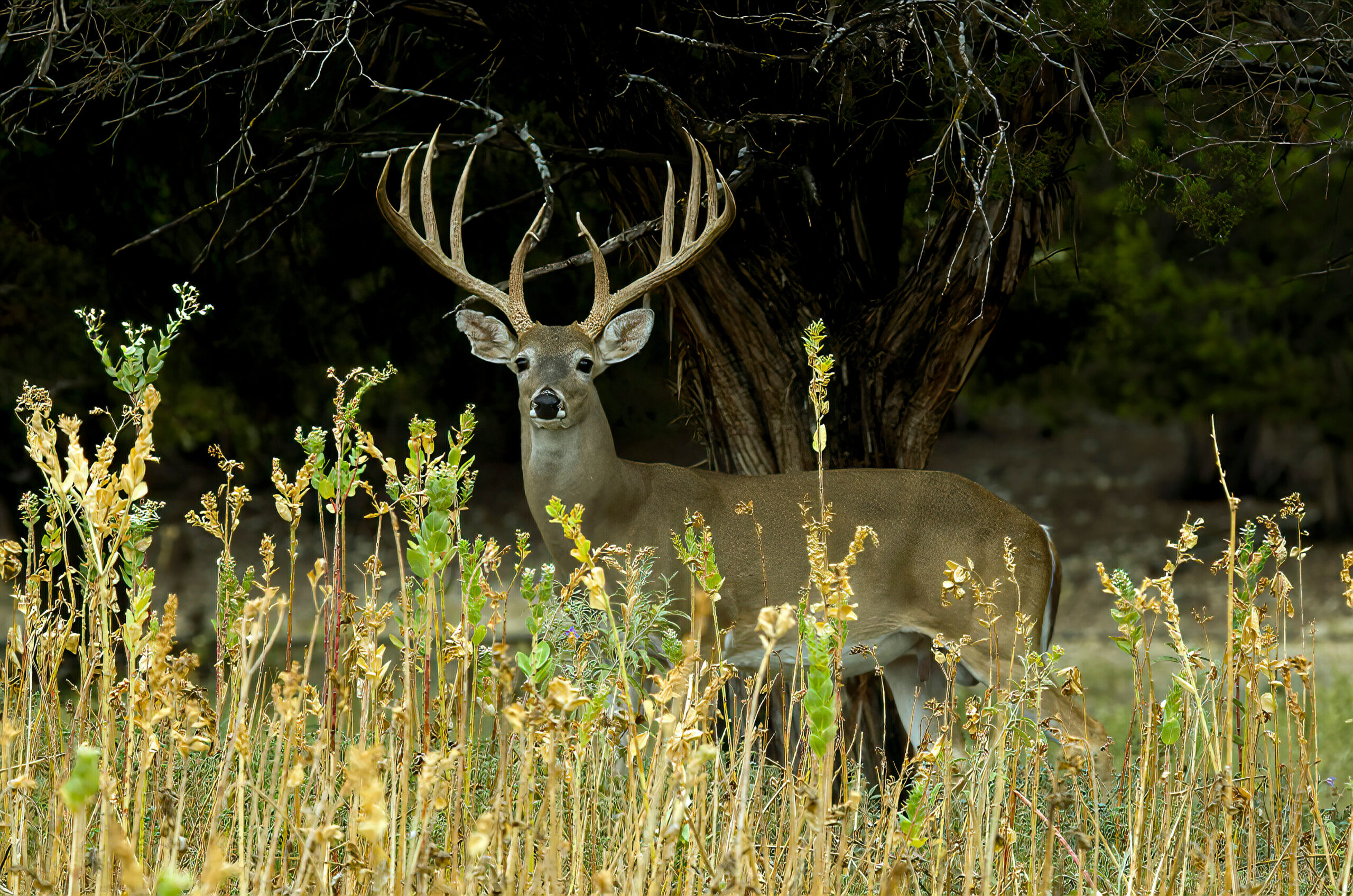 What makes a whitetails rack grow huge? - Record Breaking Ranch