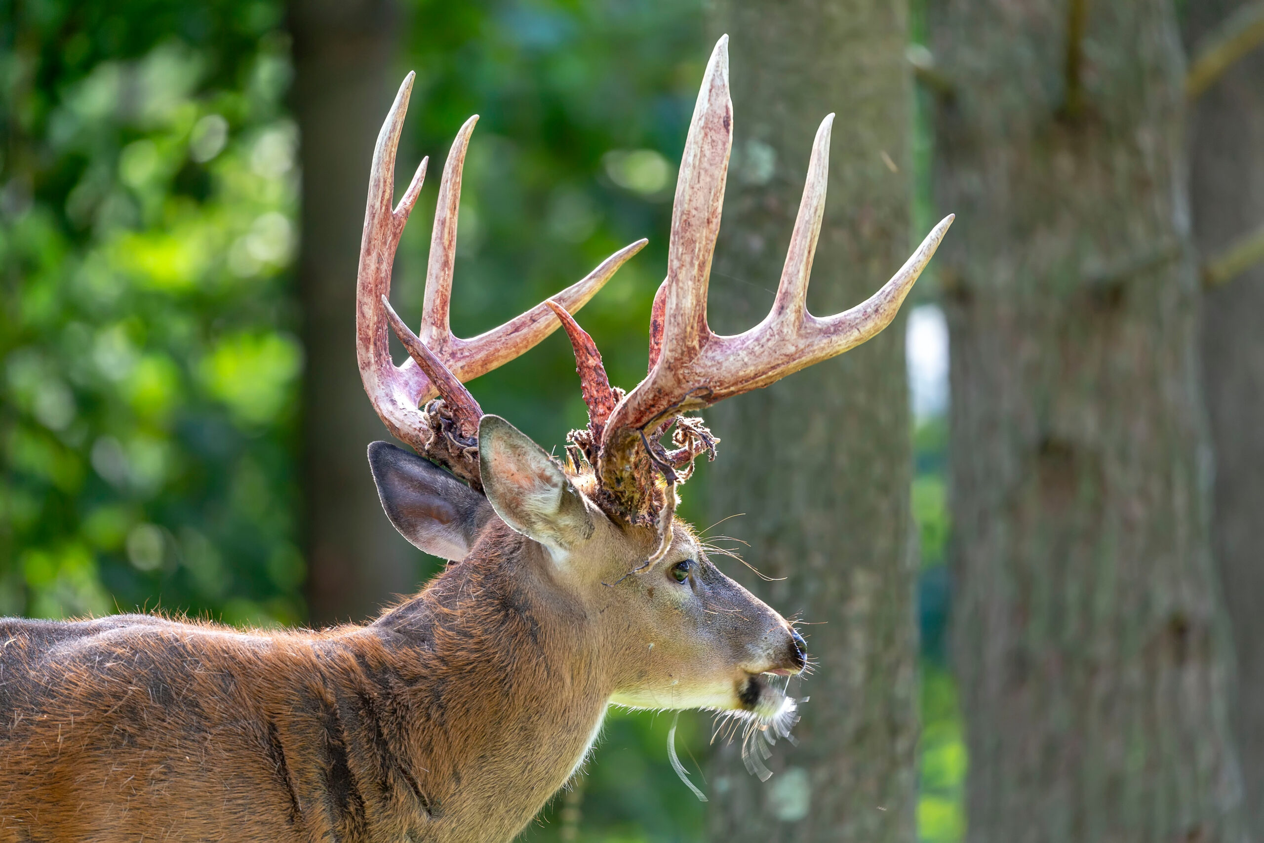 Missouri Whitetail bucks shed their velvet - Record Breaking Ranch