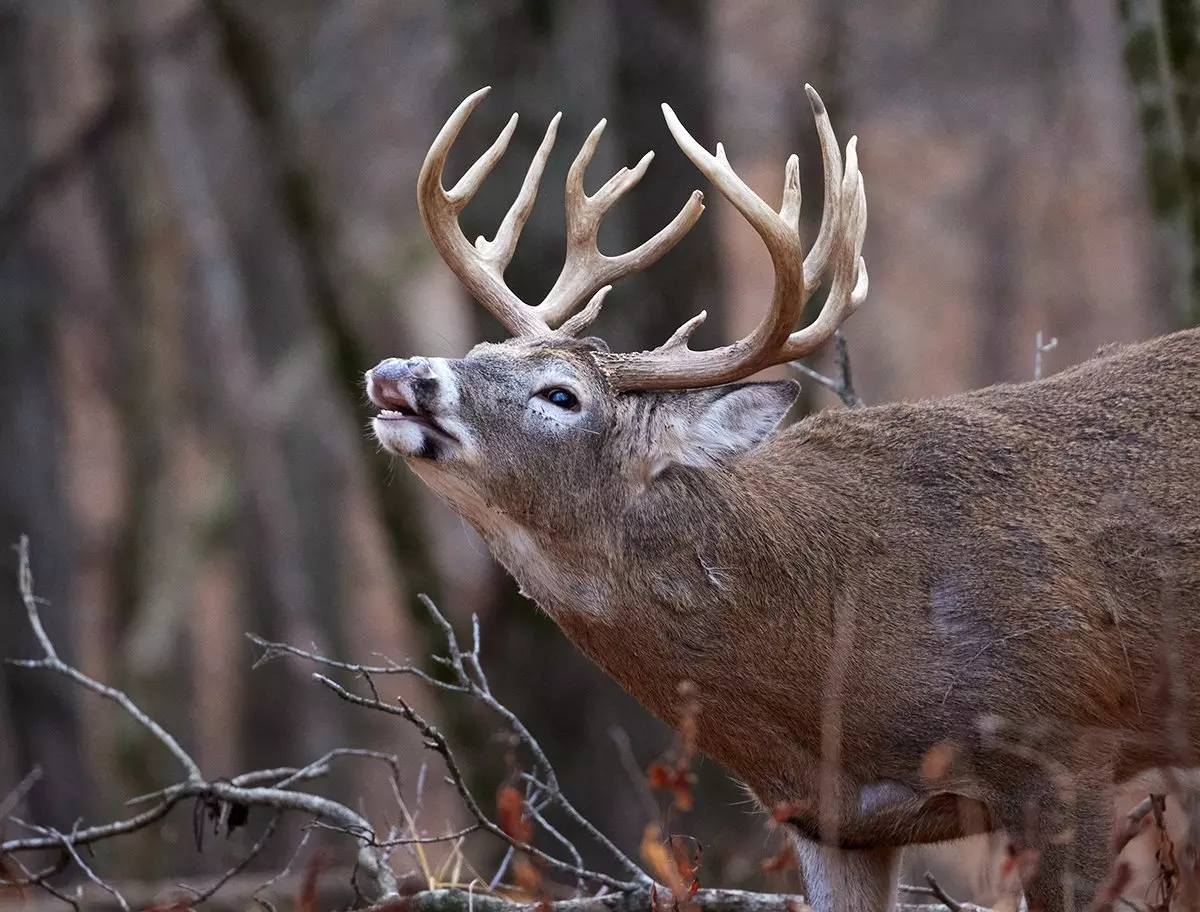 What is the peak rut for whitetail deer? - Record Breaking Ranch