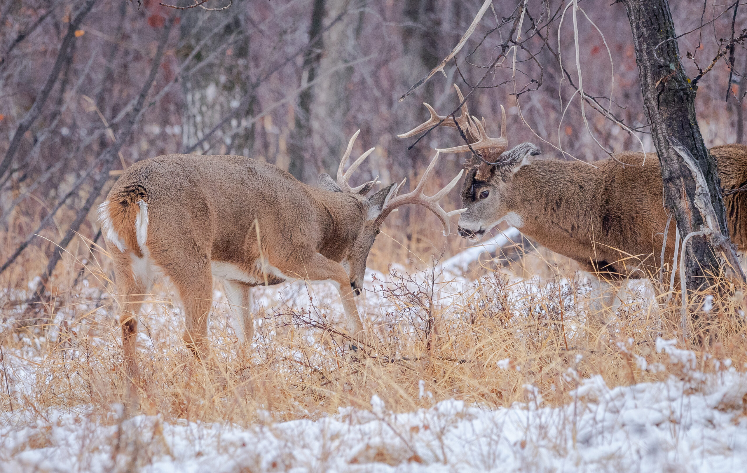Record Breaking Ranch - Premiere Hunting Destination | Whitetail