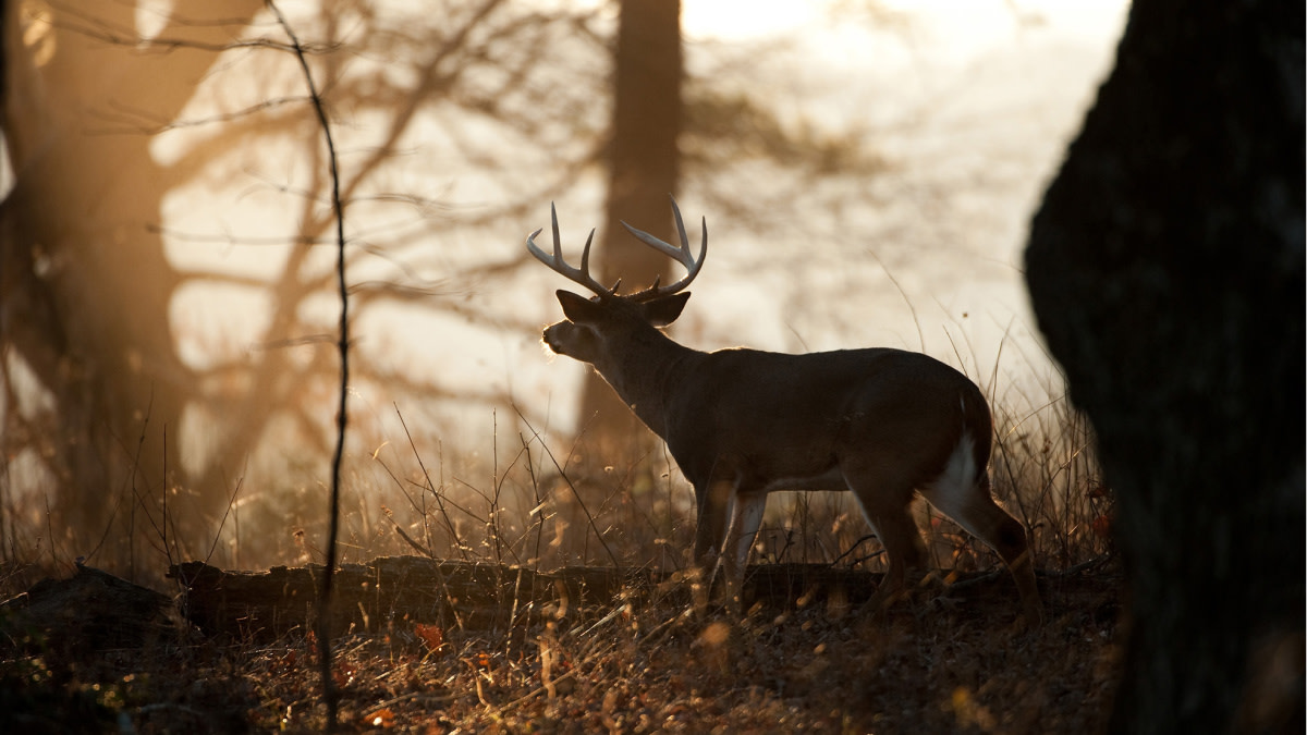 Early Morning Whitetail Deer Activity: A Hunter’s Prime Time - Record ...