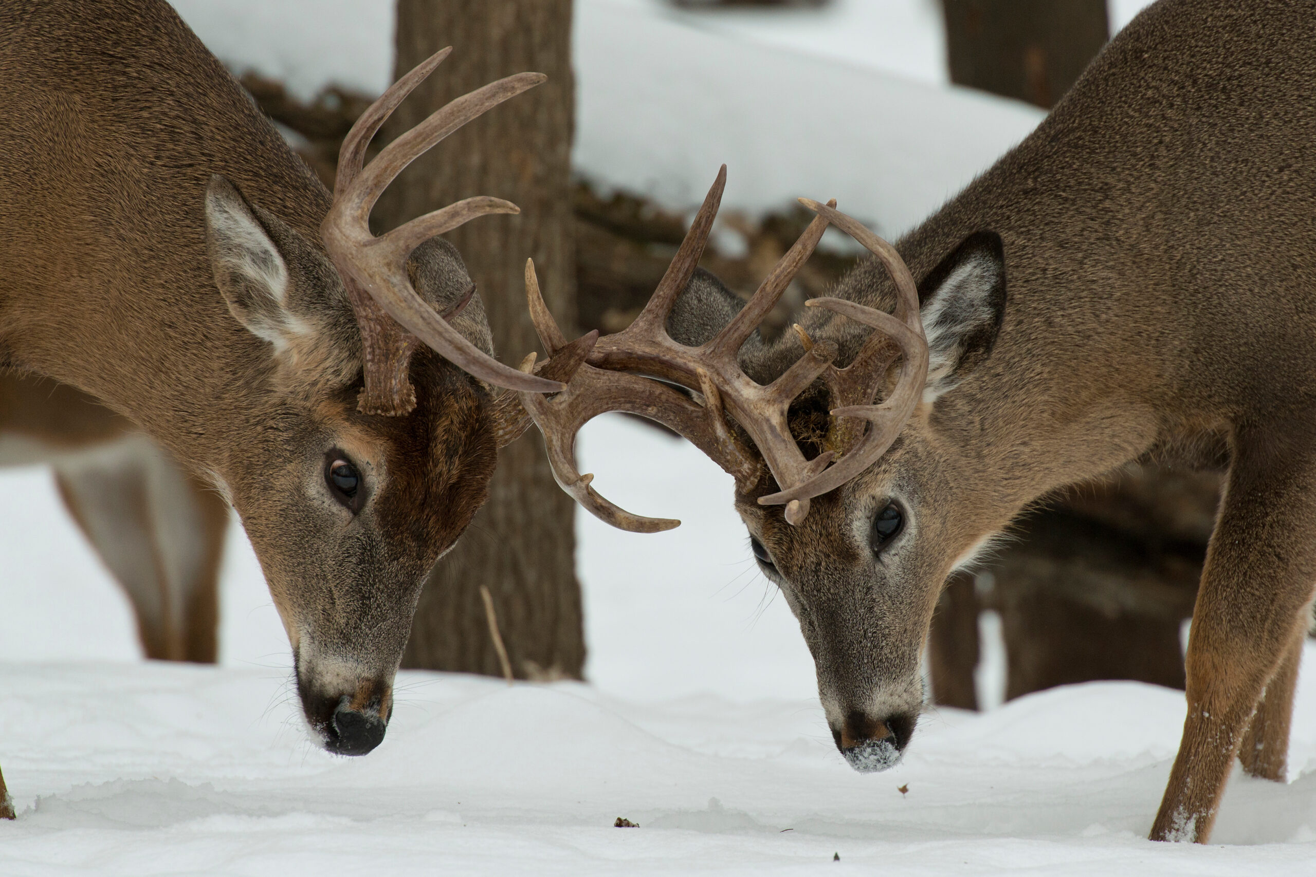 Record Breaking Ranch - Premiere Hunting Destination | Whitetail